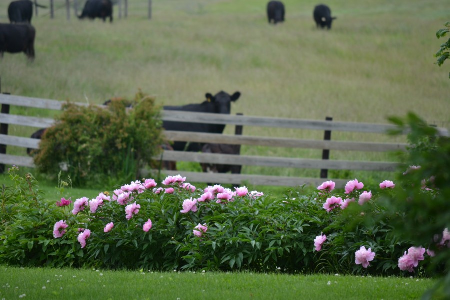 June on the Farm | The Gingham Apron