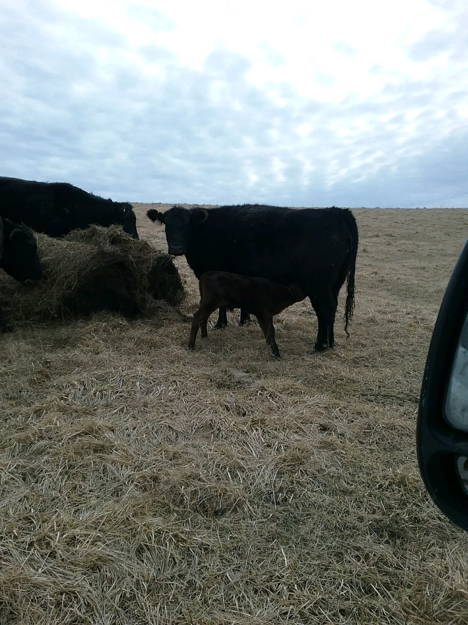 Spring and Baby Calves | The Gingham Apron