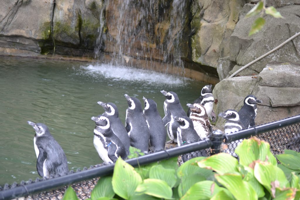 Autumn Zoo Rendezvous | The Gingham Apron