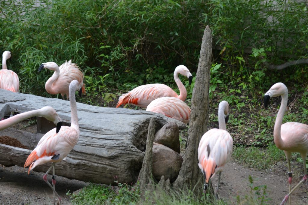 Autumn Zoo Rendezvous | The Gingham Apron